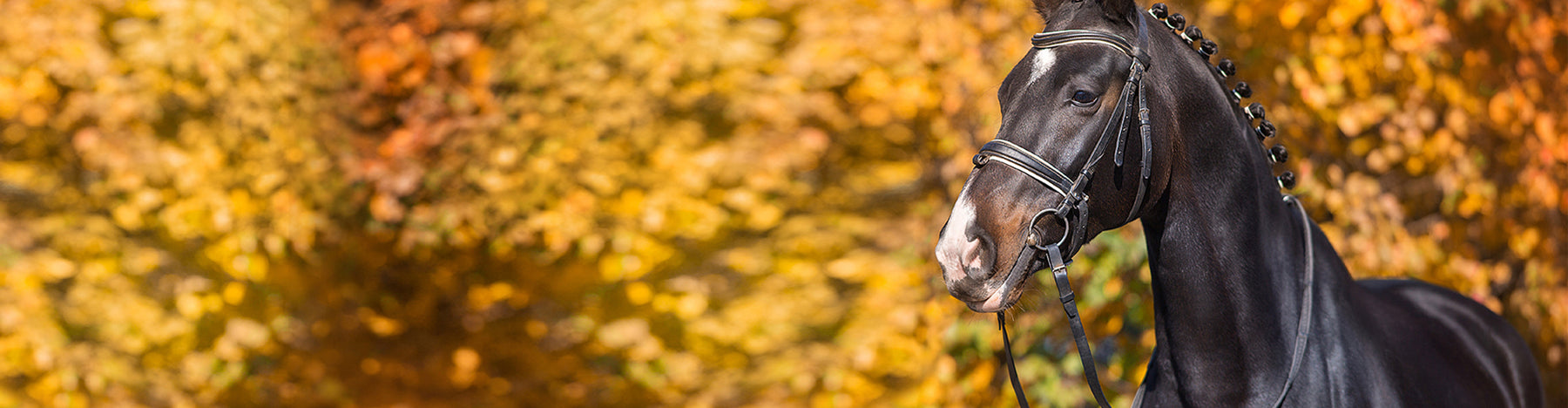 Equine Supplements | Joint Supplements & Devils Claw For Horses