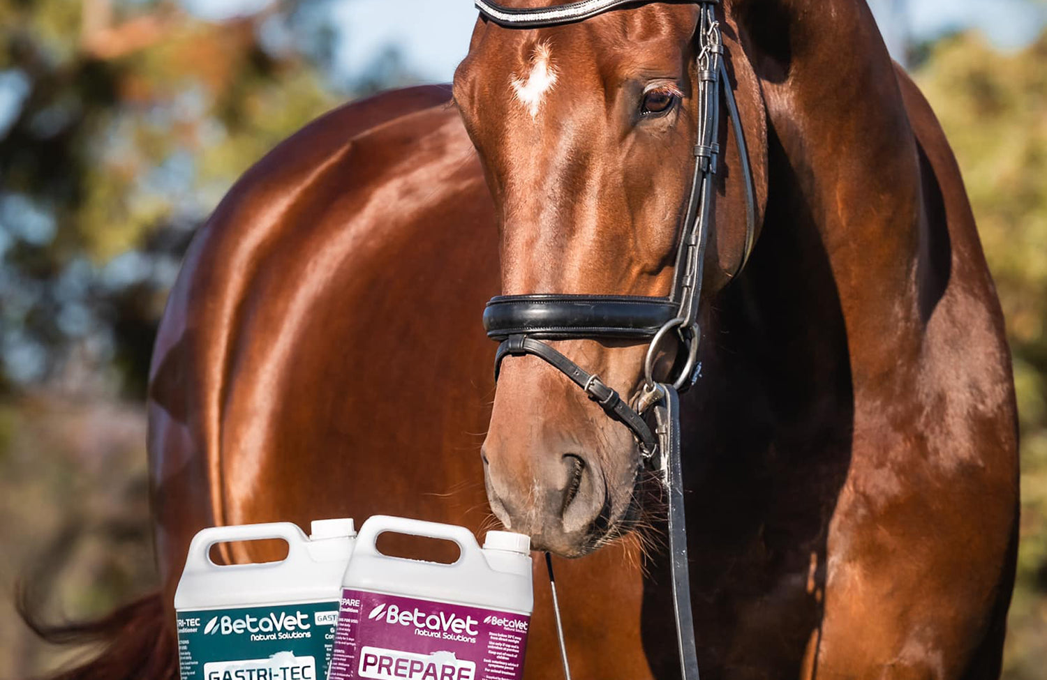 BetaVet NZ | Equine Herbal Supplements online
