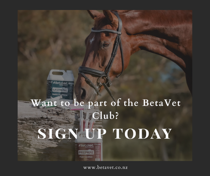 BetaVet NZ | Equine Herbal Supplements online